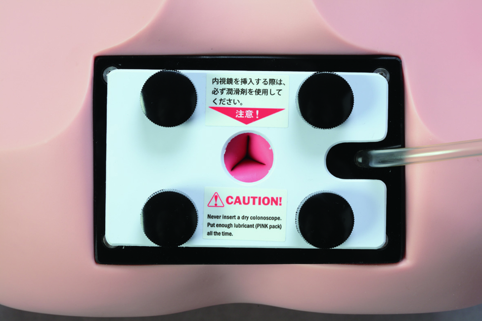 Colonoscopy Training Simulator (Light Skin Tone) | Limbs & Things UK