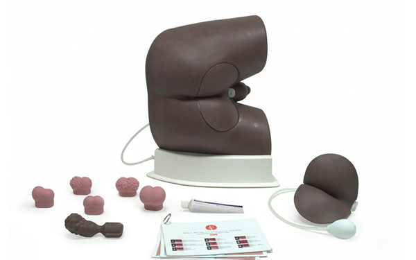 Male Rectal Examination Trainer - Standard (Light Skin Tone) | Limbs ...
