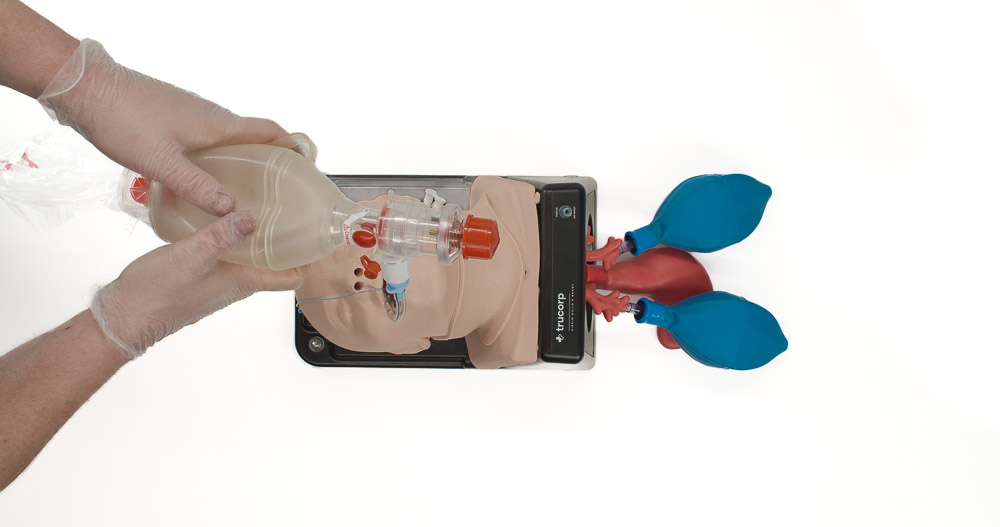 AirSim Combo Bronchi X | Cricothyrotomy & Bronchoscopy Trainer | Limbs ...