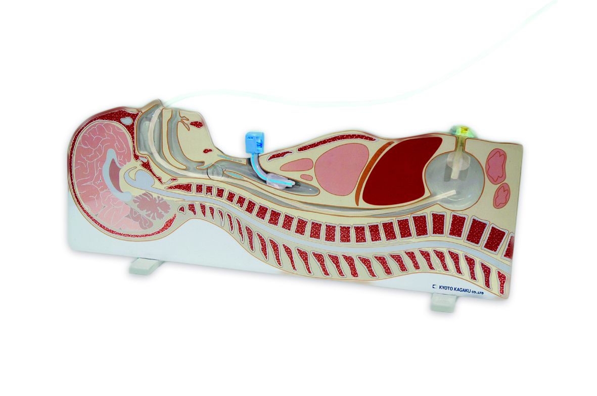KKMW8 - Tube Feeding Simulator | Limbs & Things UK