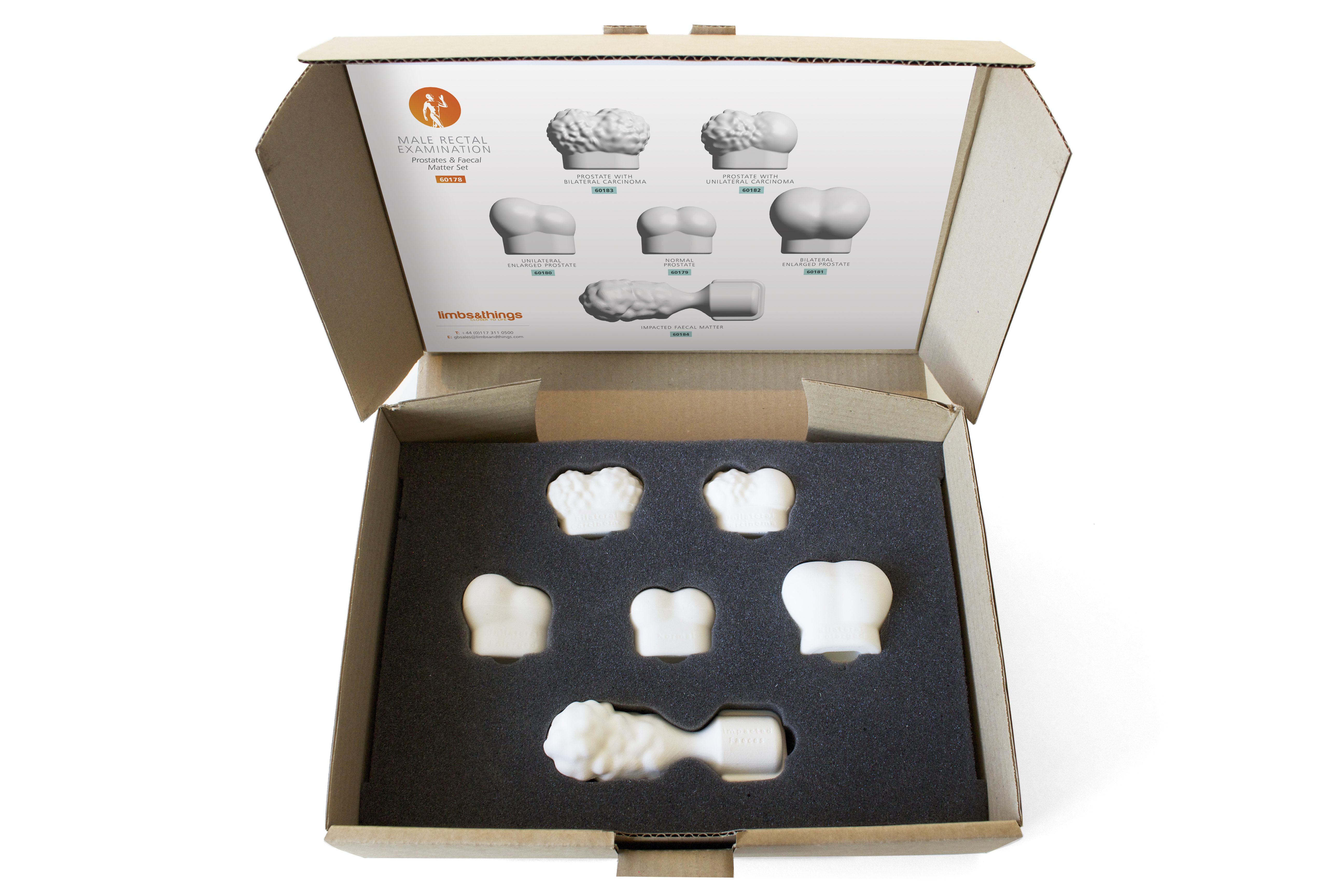 Male Rectal Examination Prostates & Faecal Matter Set | Limbs & Things UK