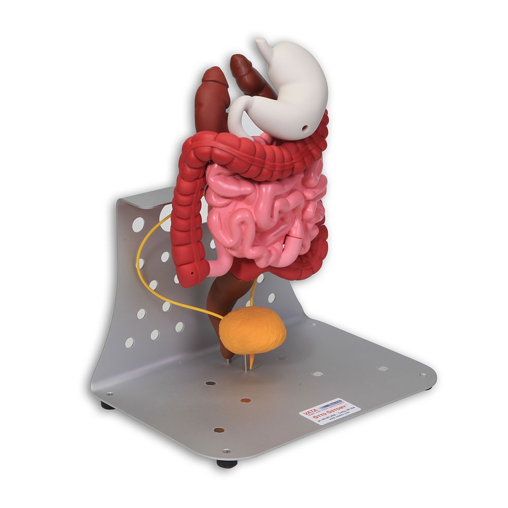 Otto Ostomy Trainer | Limbs & Things Global